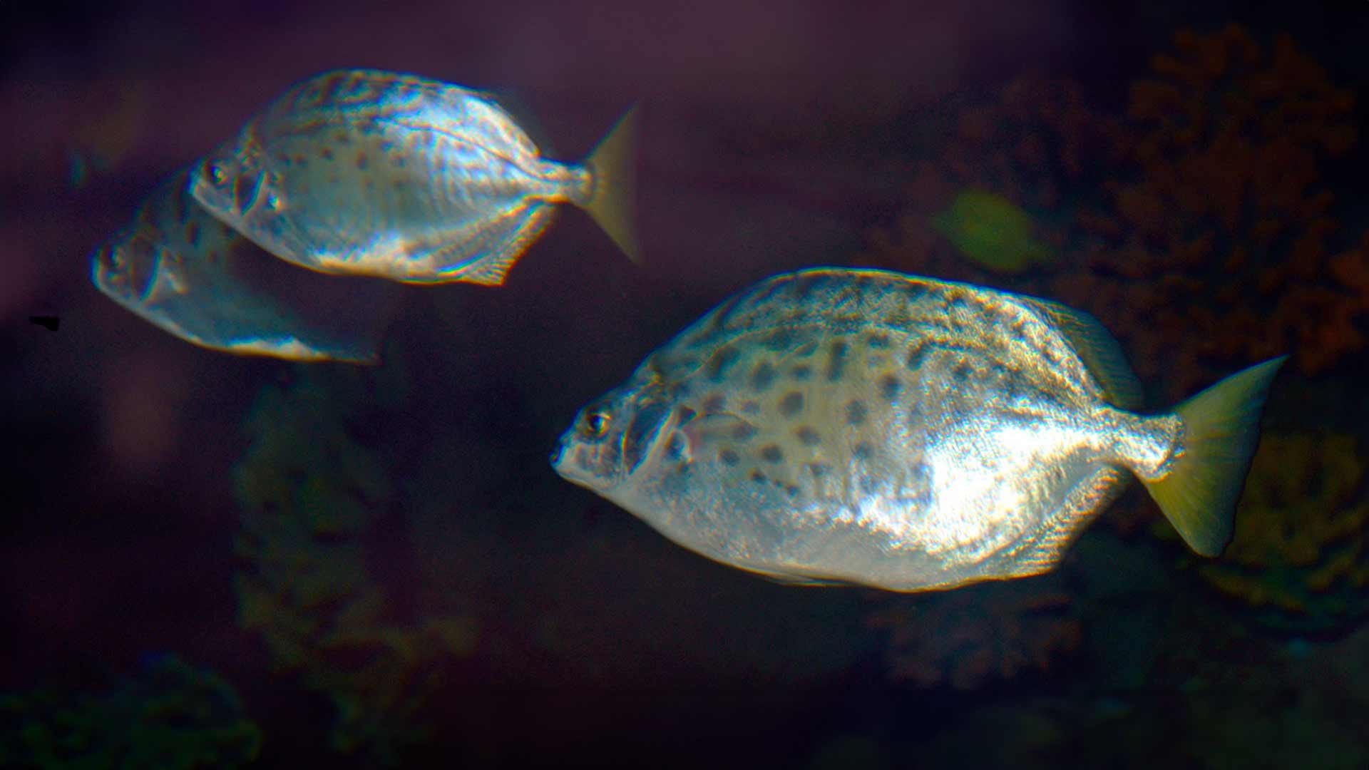 Encyclopedia Page 05 - Poema del Mar