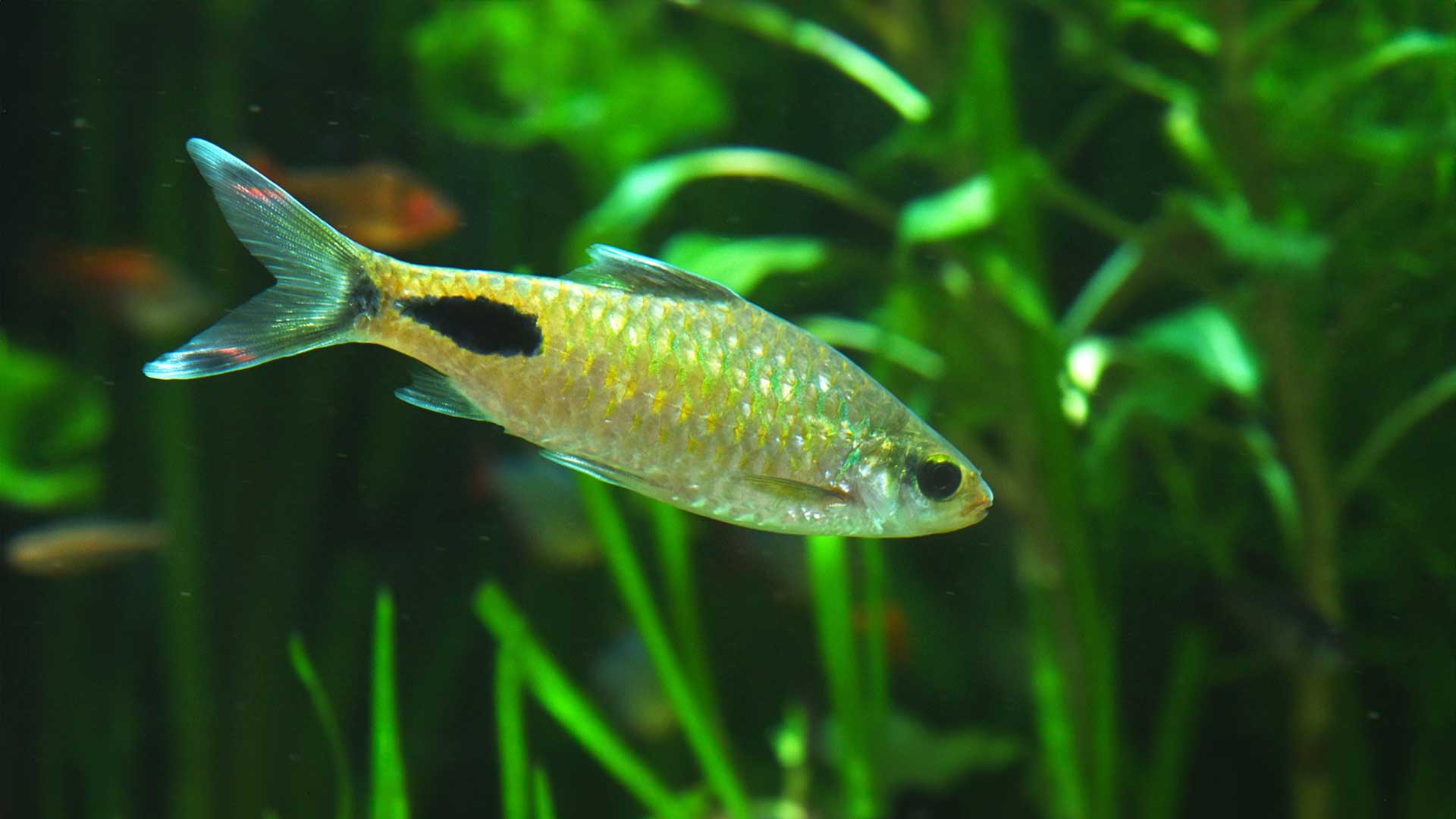 Encyclopedia Page 05 - Poema del Mar