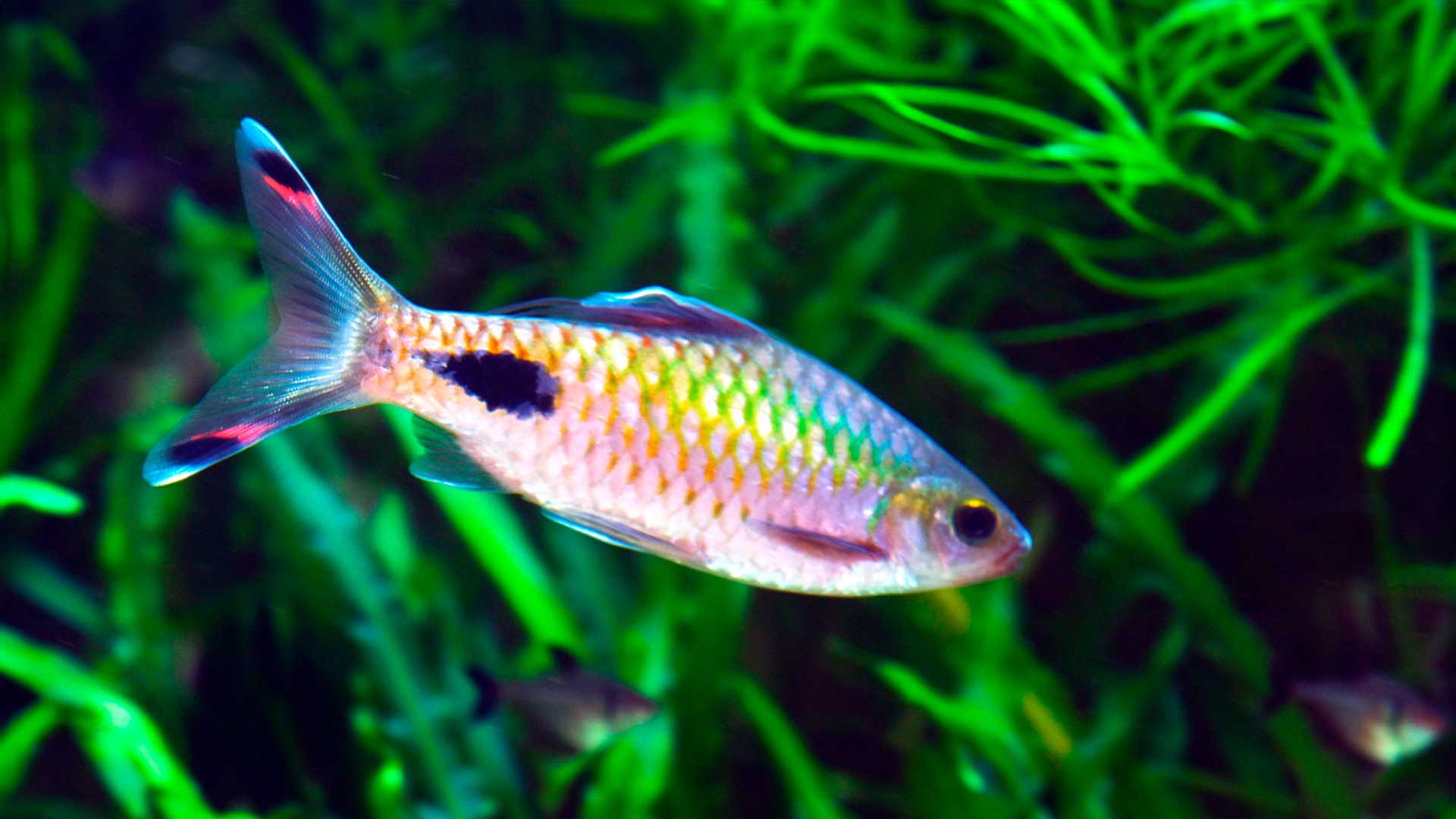 Enciclopedia Página 05 - Poema del Mar