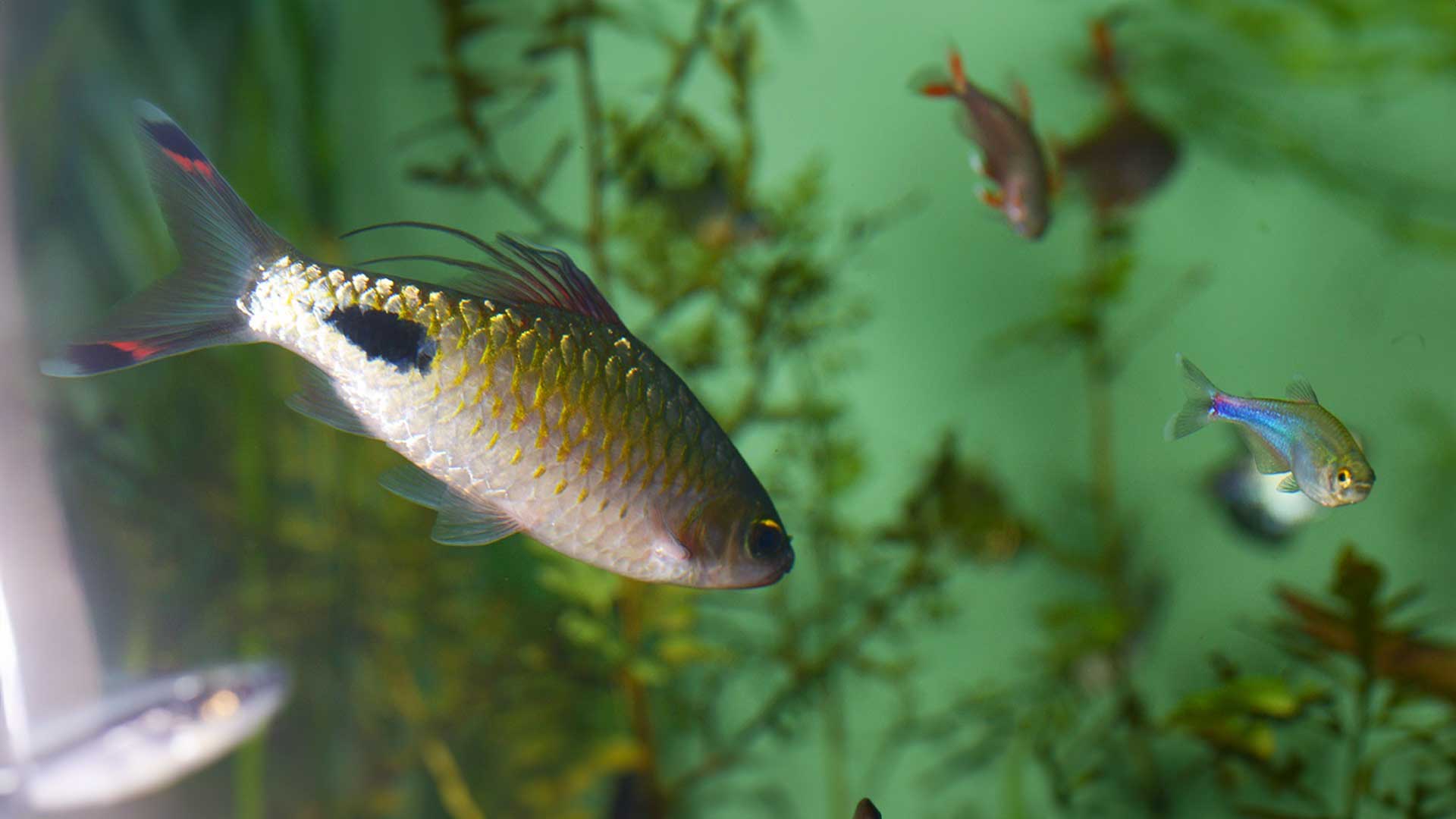 Enciclopedia Página 05 - Poema del Mar