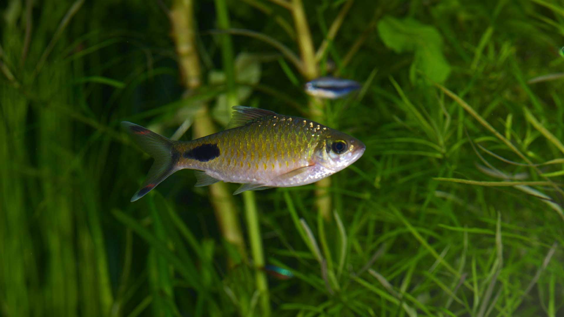 Enciclopedia Página 05 - Poema del Mar