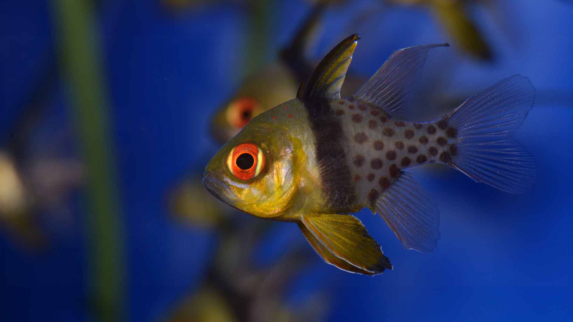 Encyclopedia Page 05 - Poema del Mar