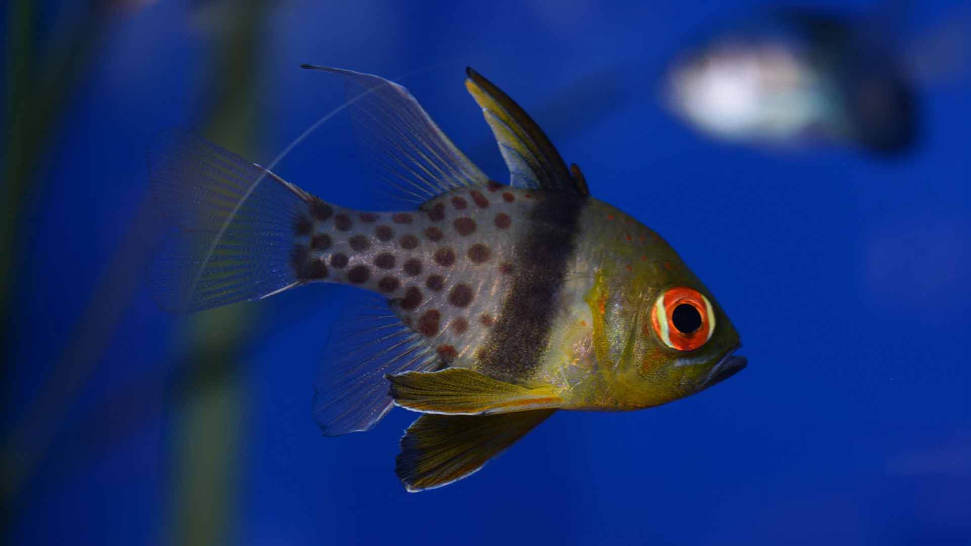 Encyclopedia Page 05 - Poema del Mar