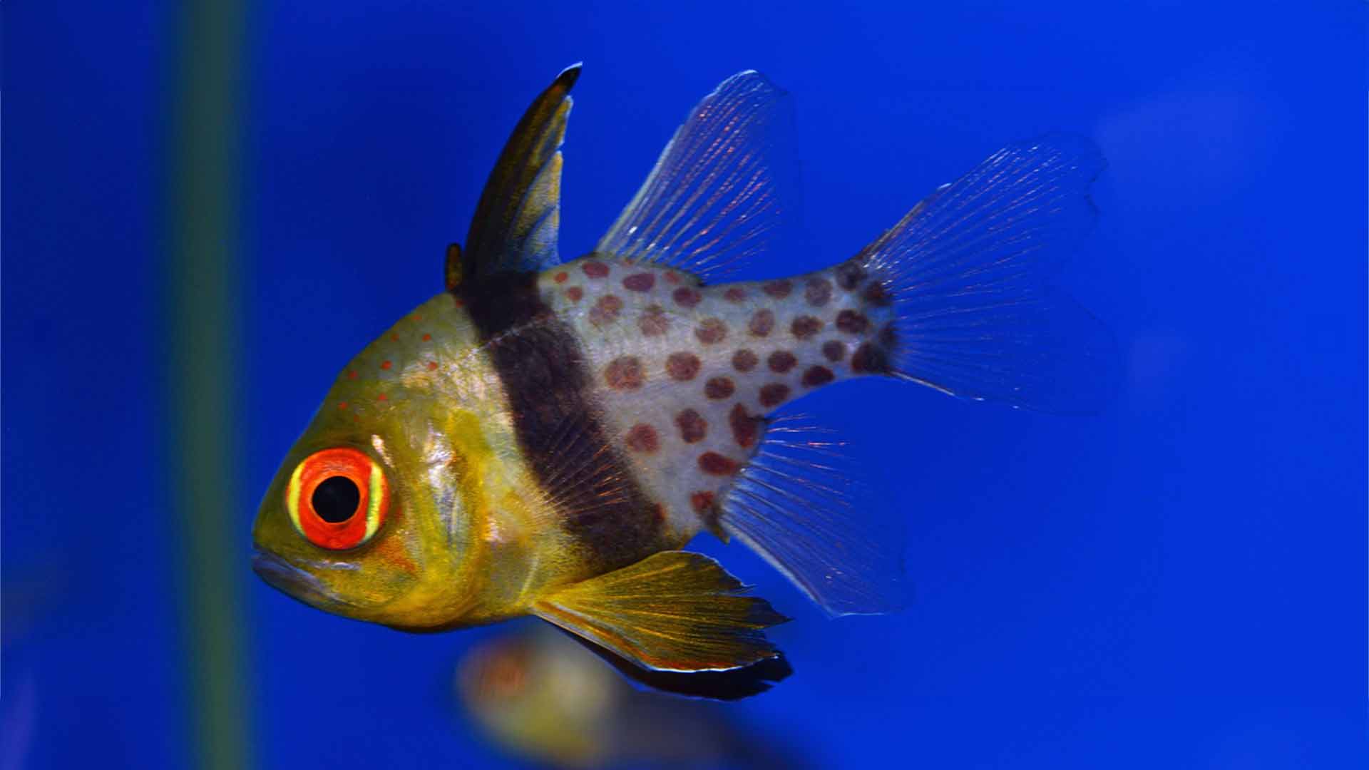 Encyclopedia Page 05 - Poema del Mar