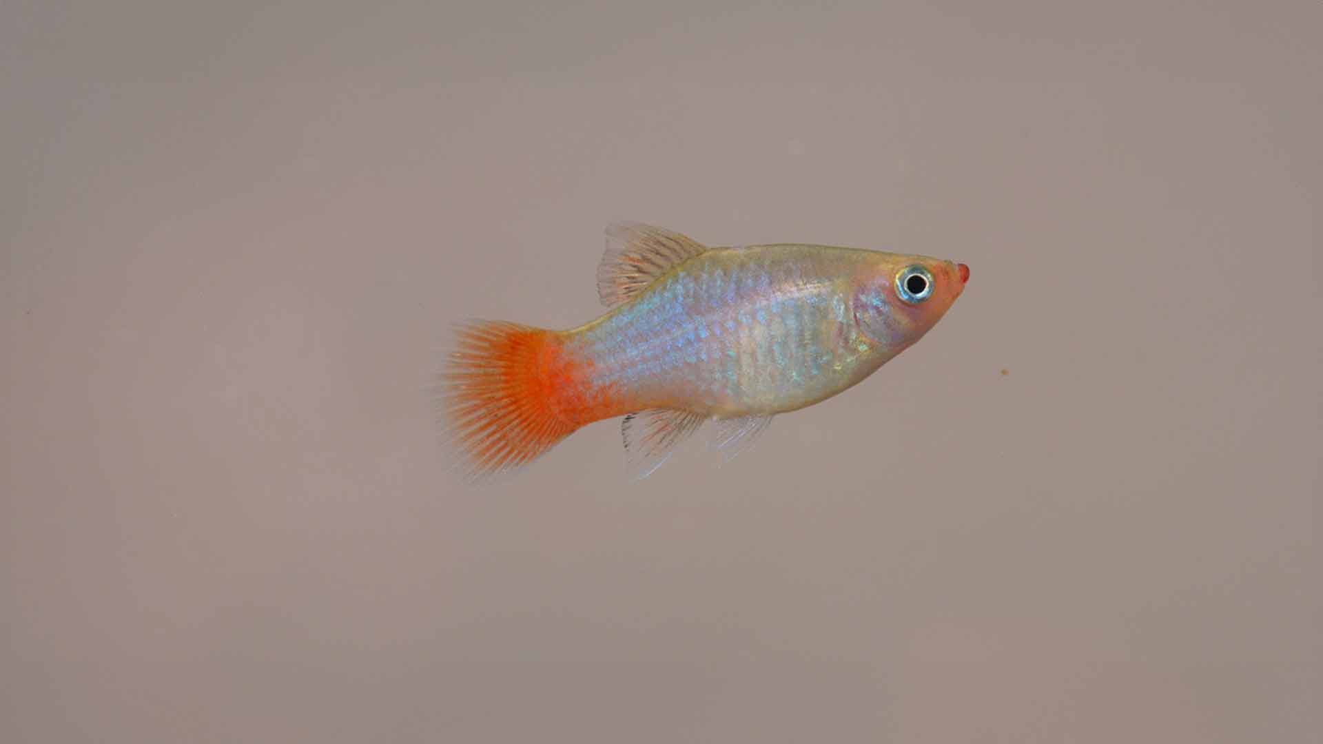 Encyclopedia Page 02 - Poema del Mar