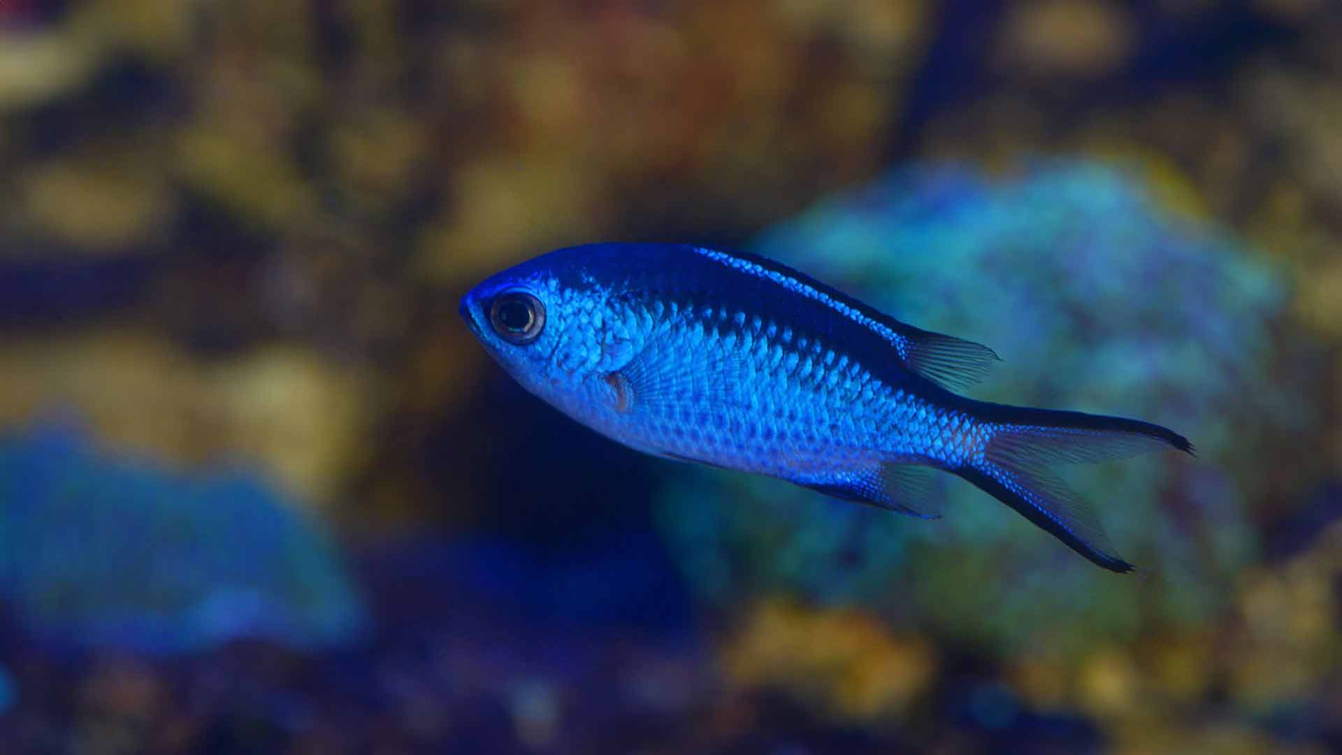 Encyclopedia Page 01 - Poema del Mar