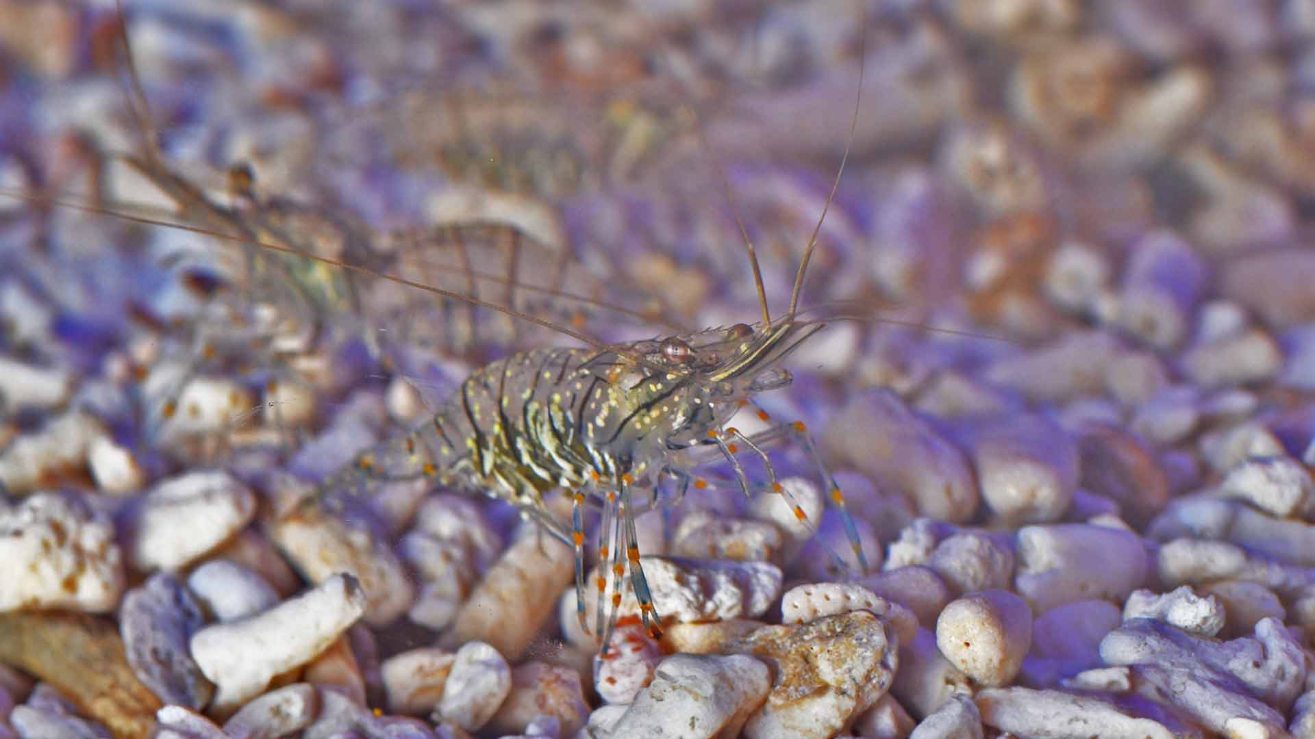 Encyclopedia Page 02 - Poema del Mar