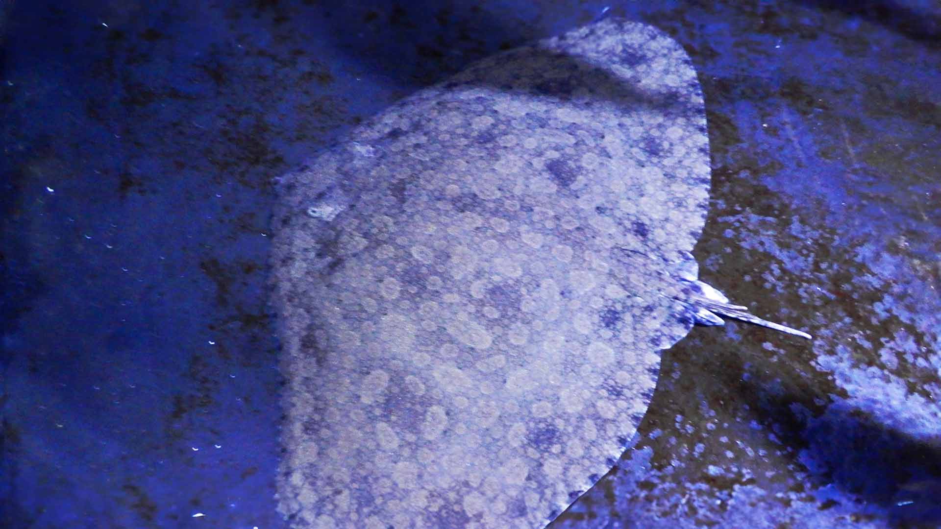 Encyclopedia Page 05 - Poema del Mar