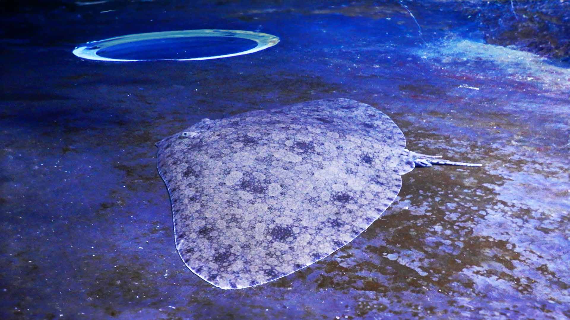 Encyclopedia Page 05 - Poema del Mar