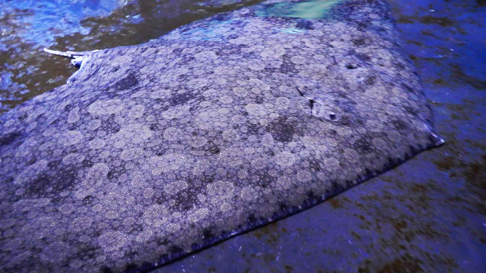 Encyclopedia Page 05 - Poema del Mar