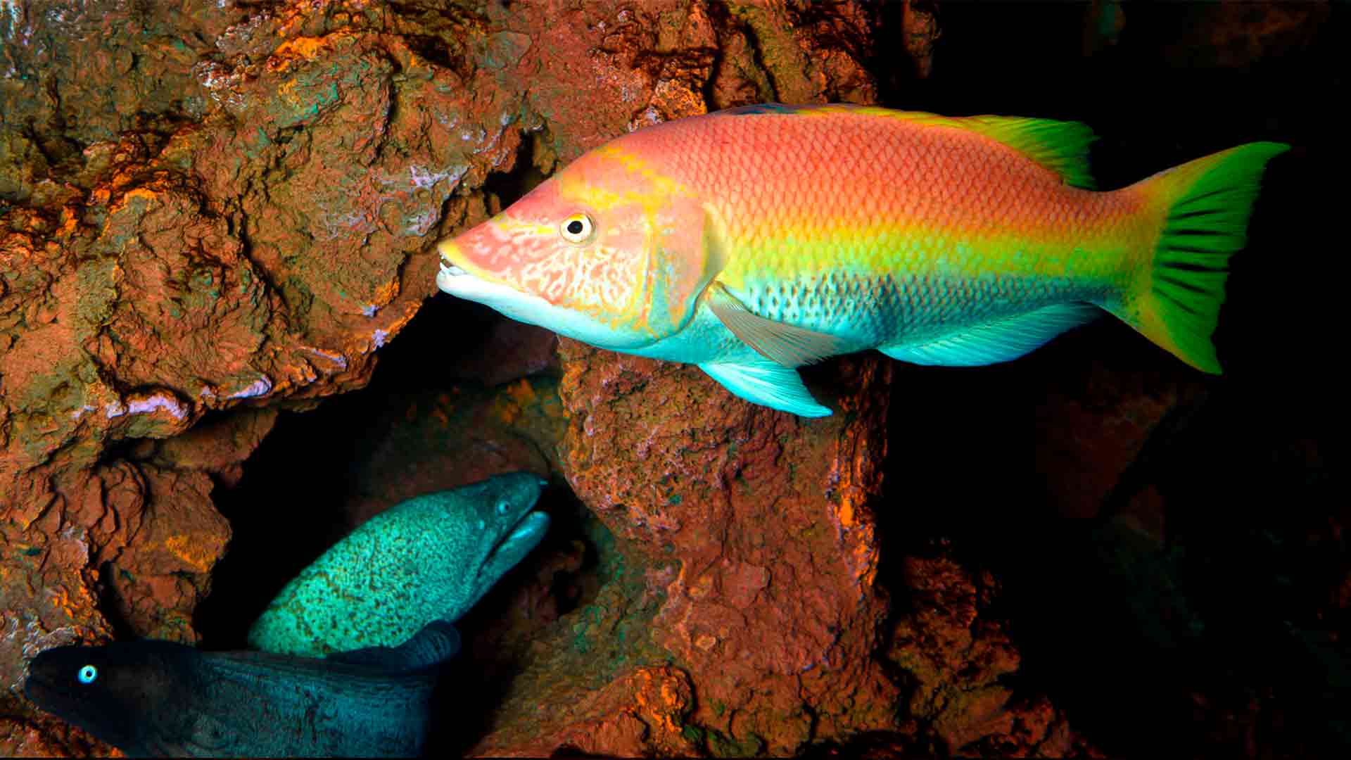 Encyclopedia Page 01 - Poema del Mar