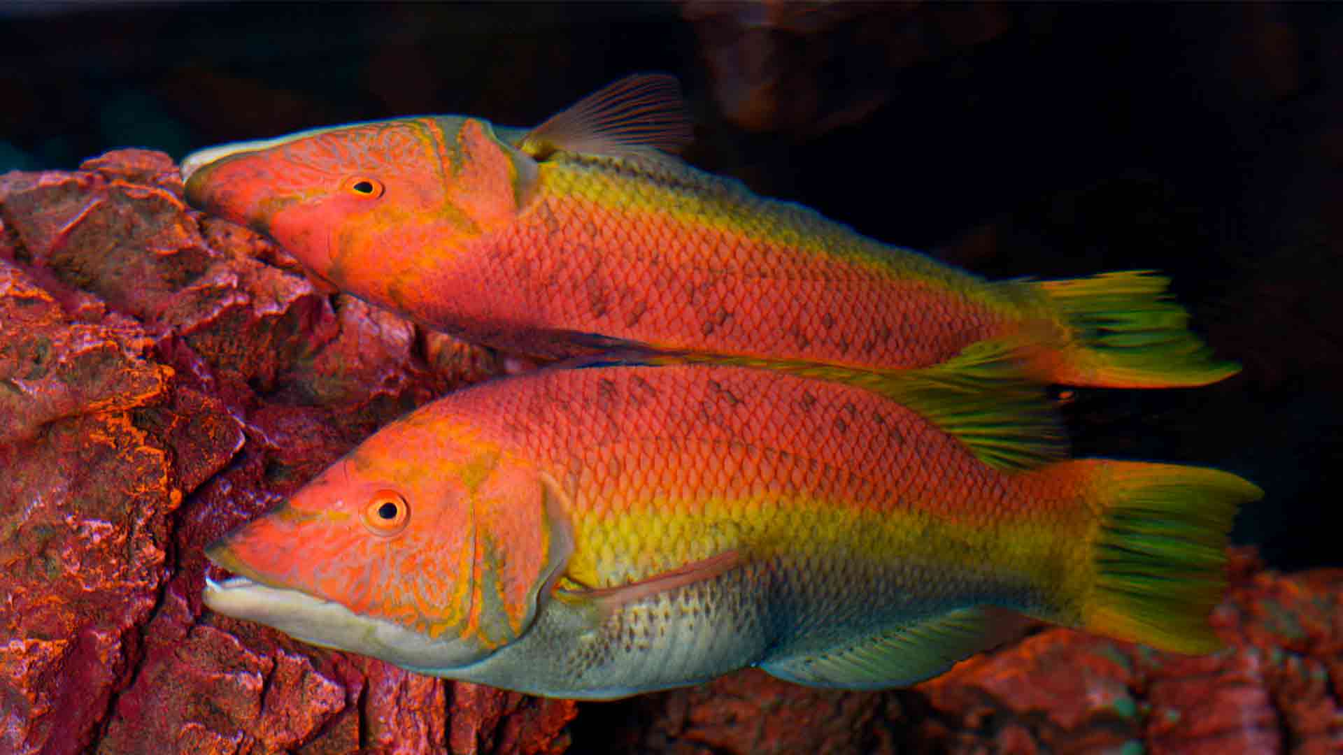 Encyclopedia Page 01 - Poema del Mar