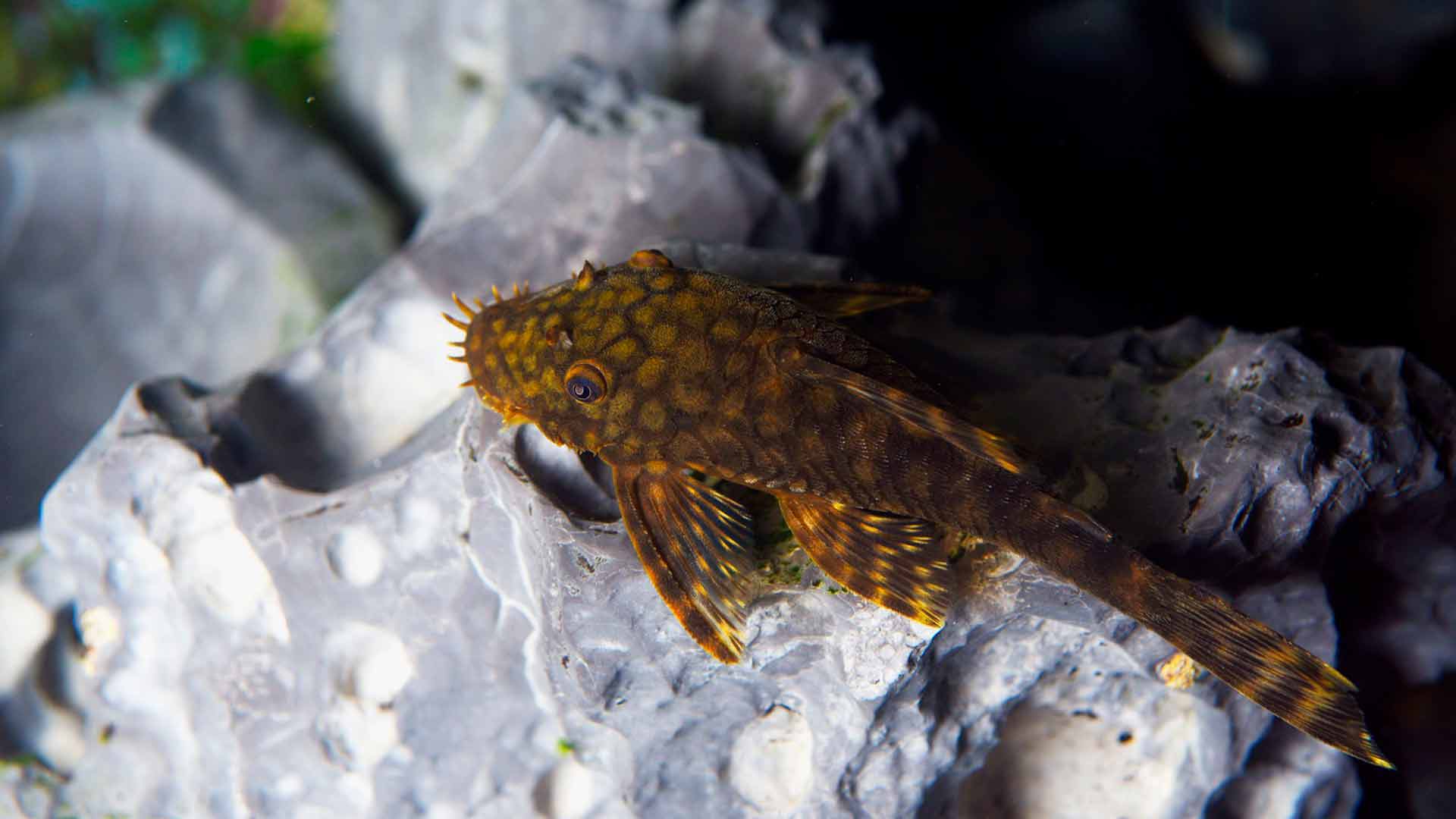 Enciclopedia Página 05 - Poema del Mar