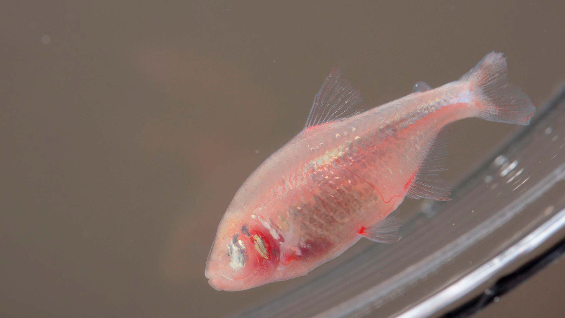 Encyclopedia Page 01 - Poema del Mar