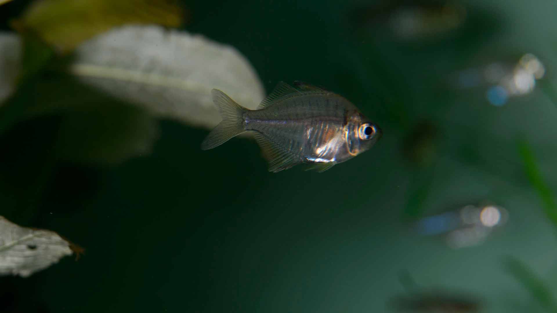 Encyclopedia Page 03 - Poema del Mar