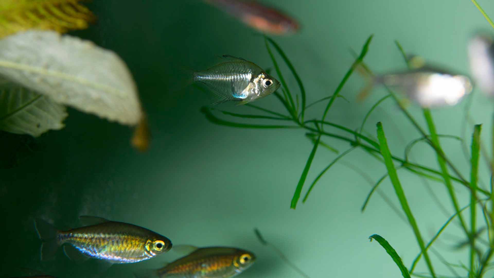 Encyclopedia Page 03 - Poema del Mar