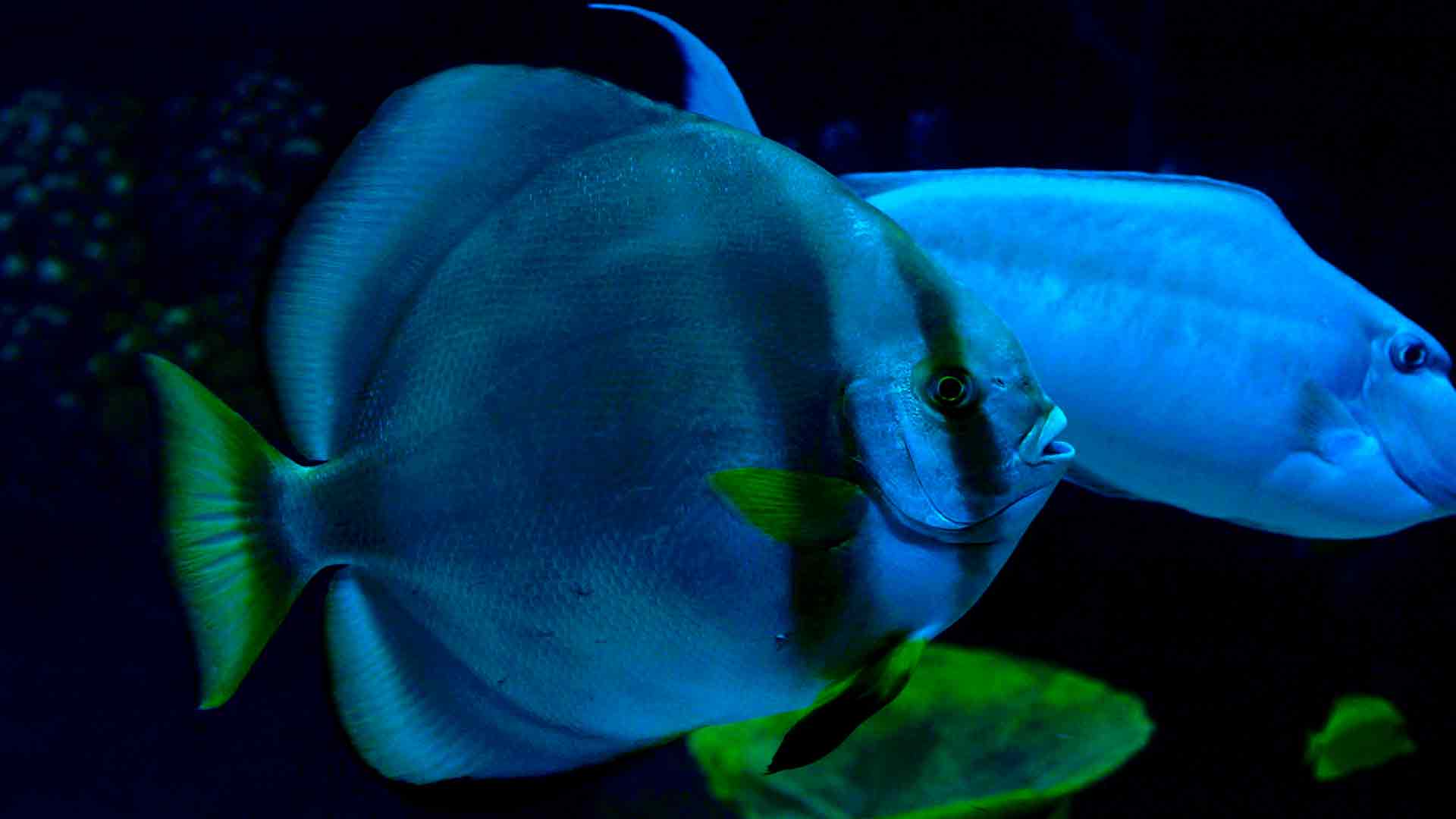 Encyclopedia Page 01 - Poema del Mar