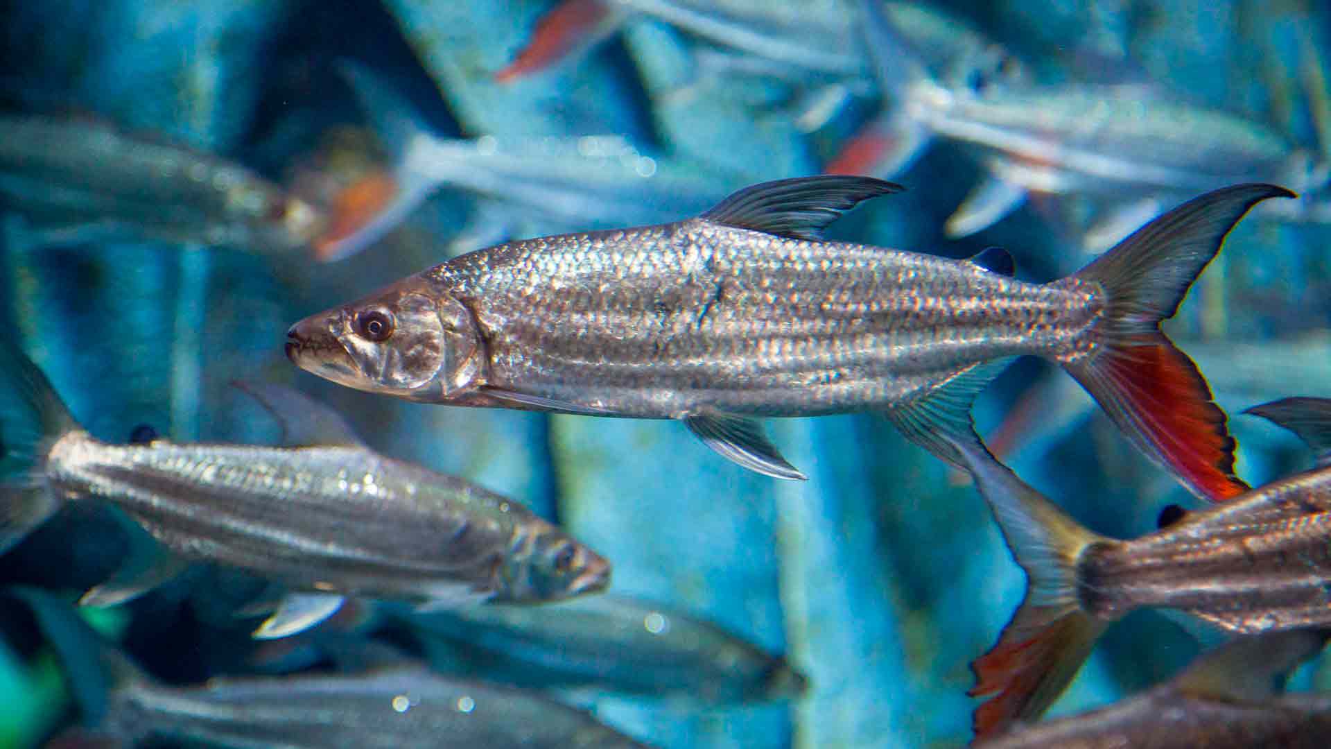 Encyclopedia Page 03 - Poema del Mar