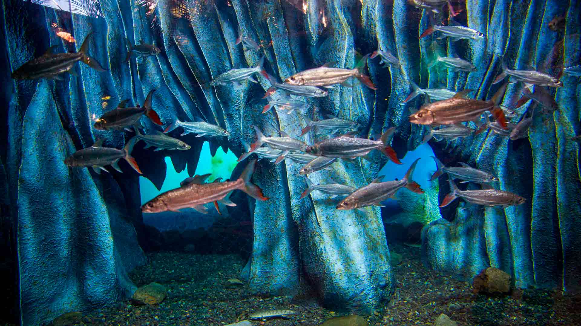 Encyclopedia Page 03 - Poema del Mar