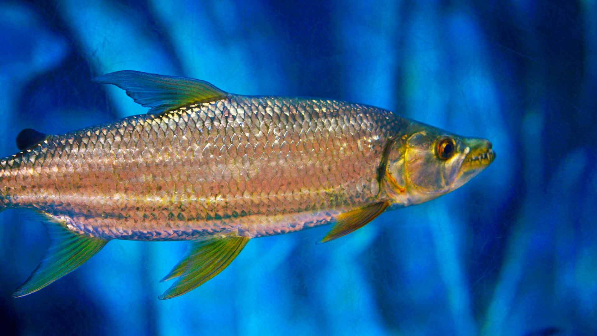 Encyclopedia Page 03 - Poema del Mar