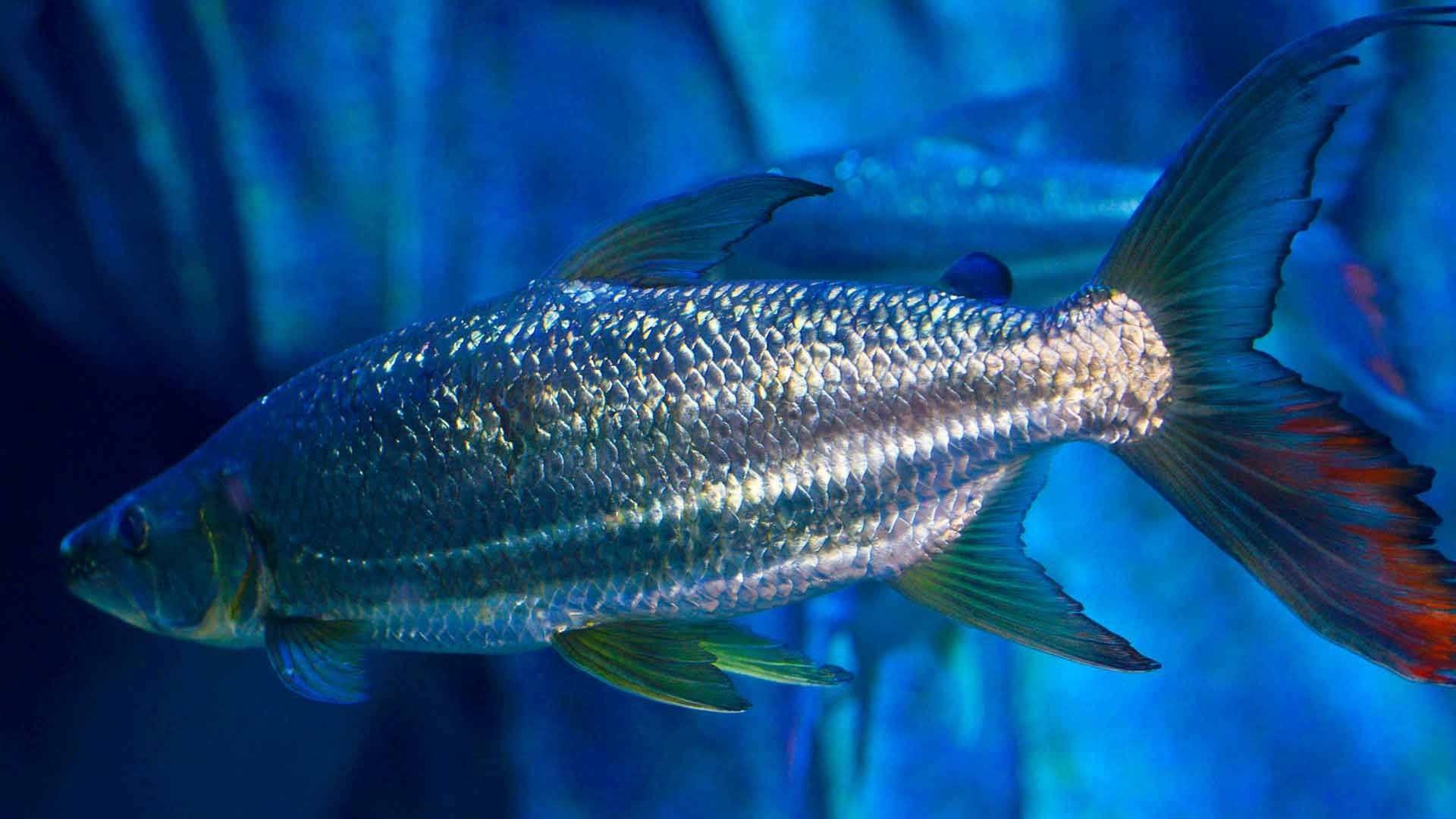 Encyclopedia Page 03 - Poema del Mar