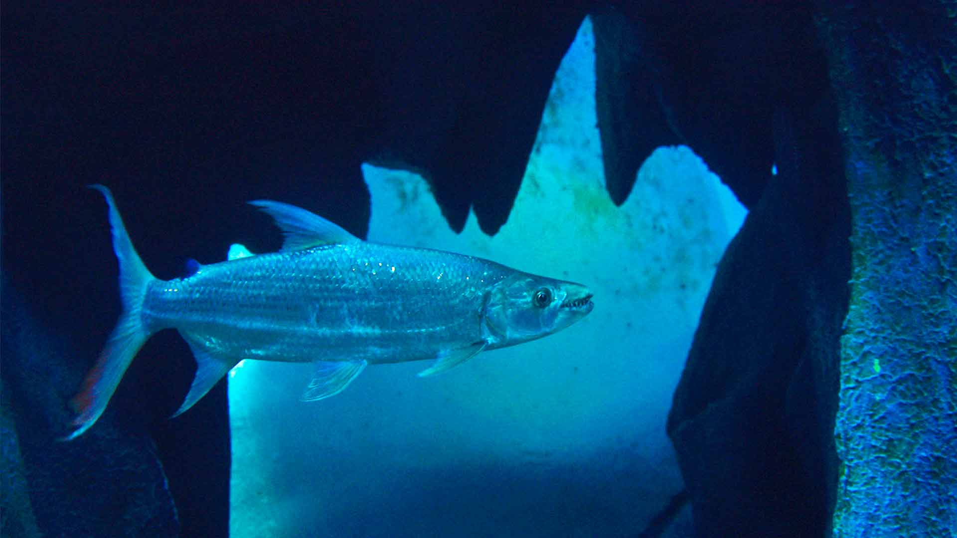 Encyclopedia Page 03 - Poema del Mar