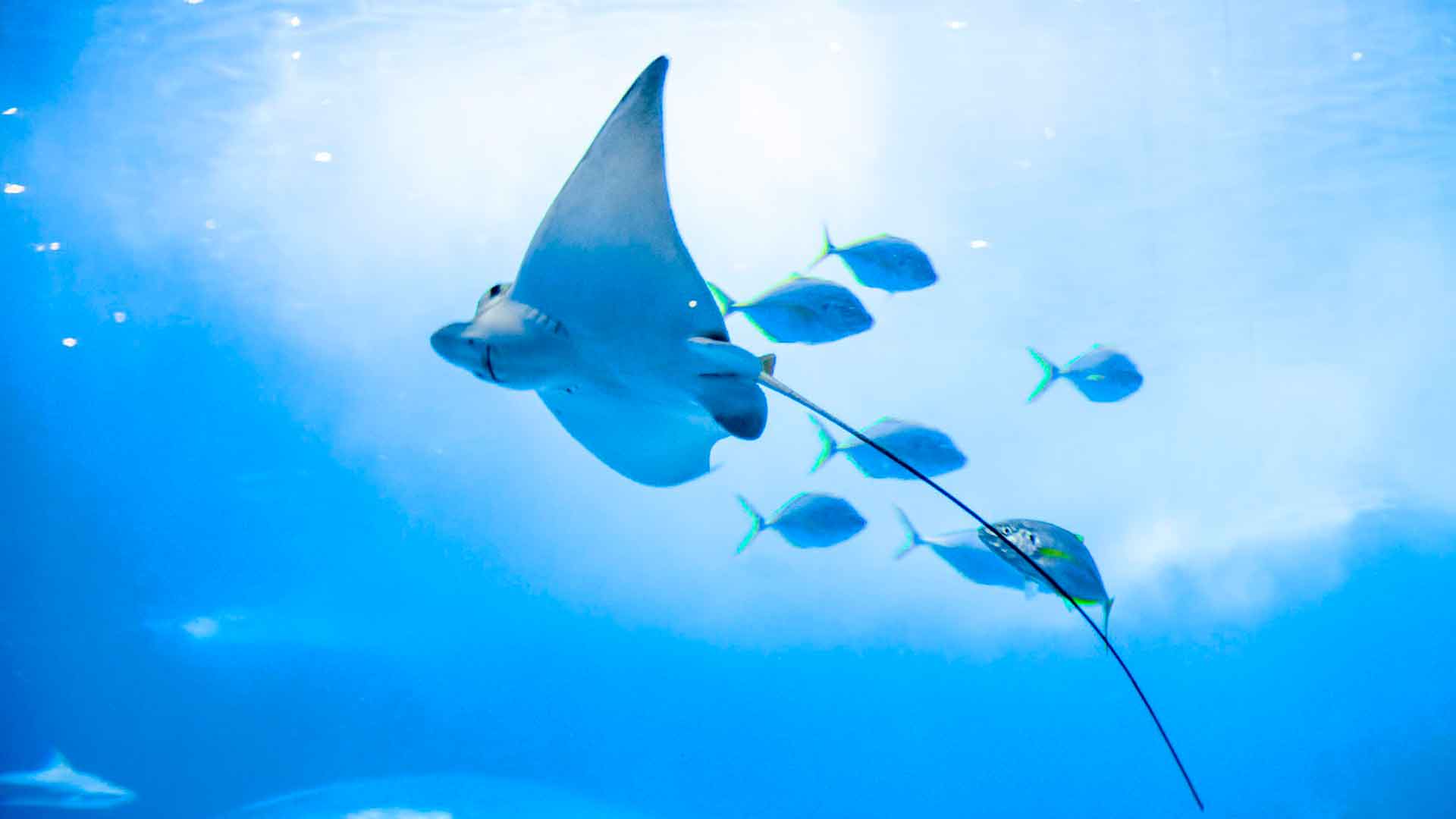 Encyclopedia Page 02 - Poema del Mar