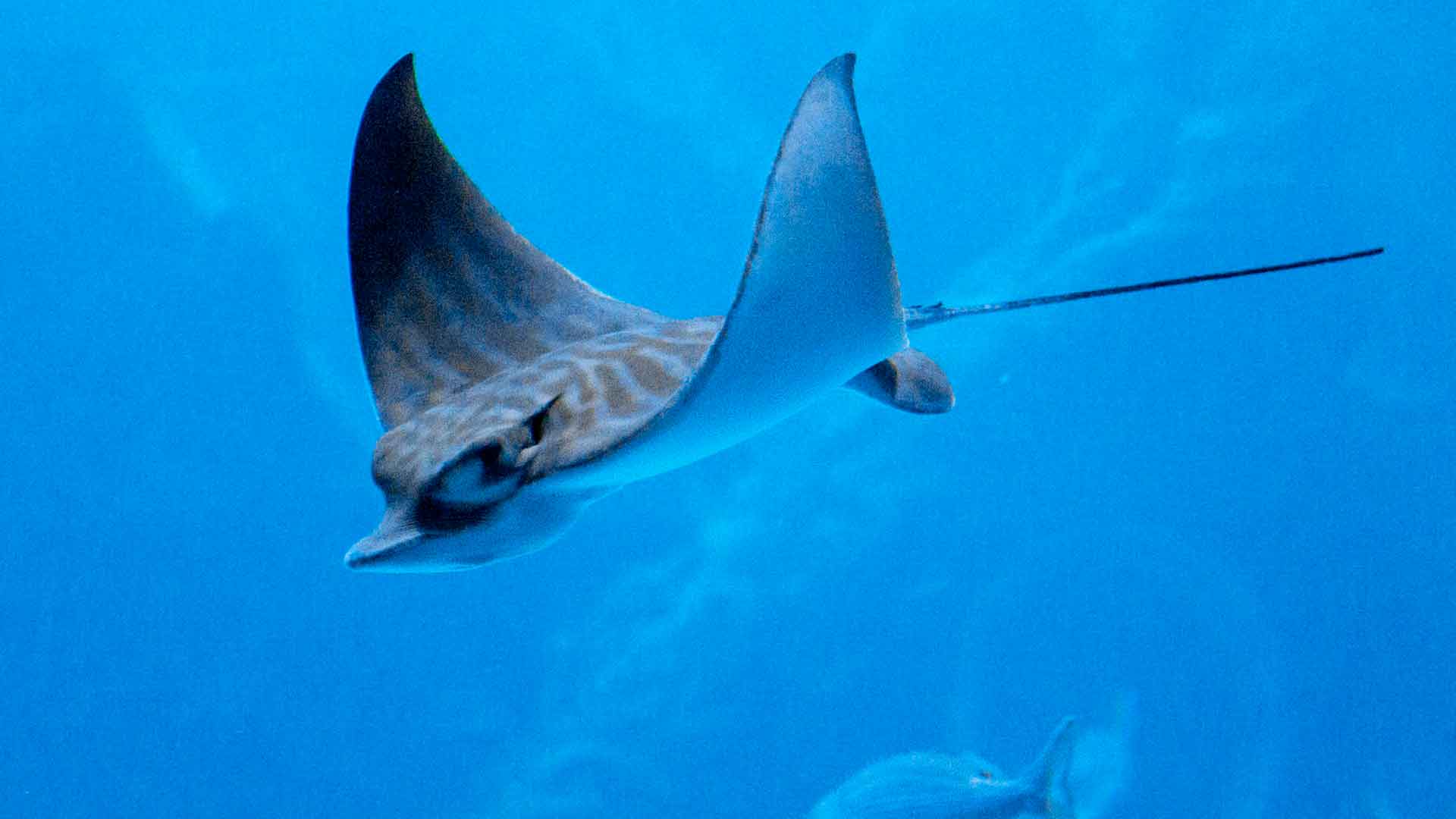 Encyclopedia Page 02 - Poema del Mar