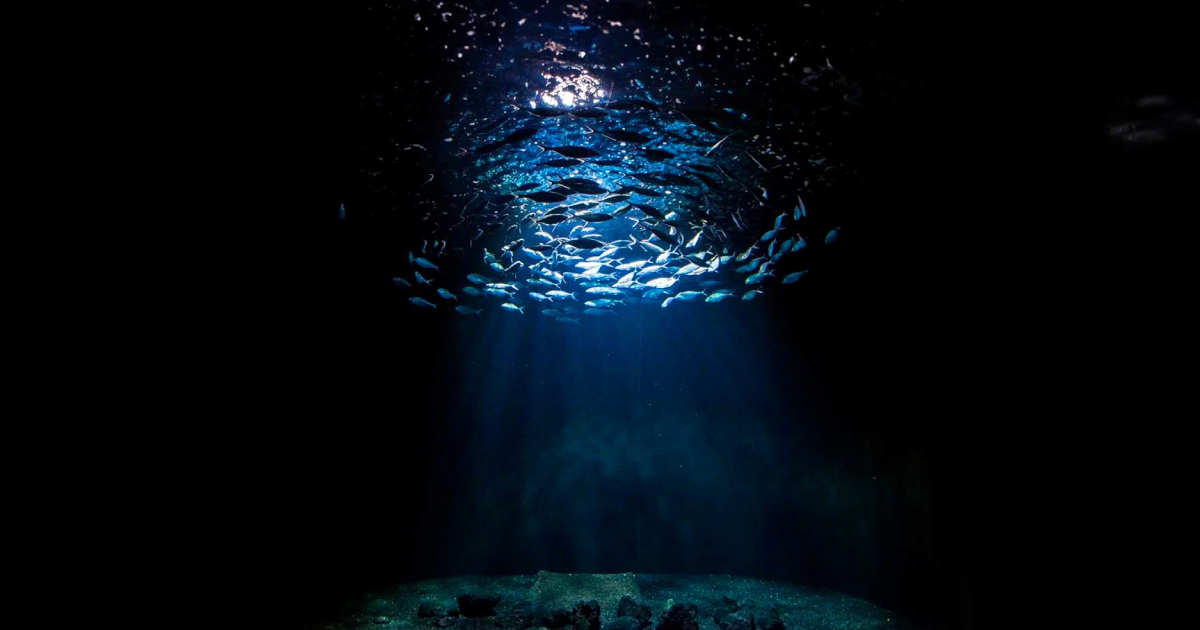 Shoaling & Schooling - Poema del Mar