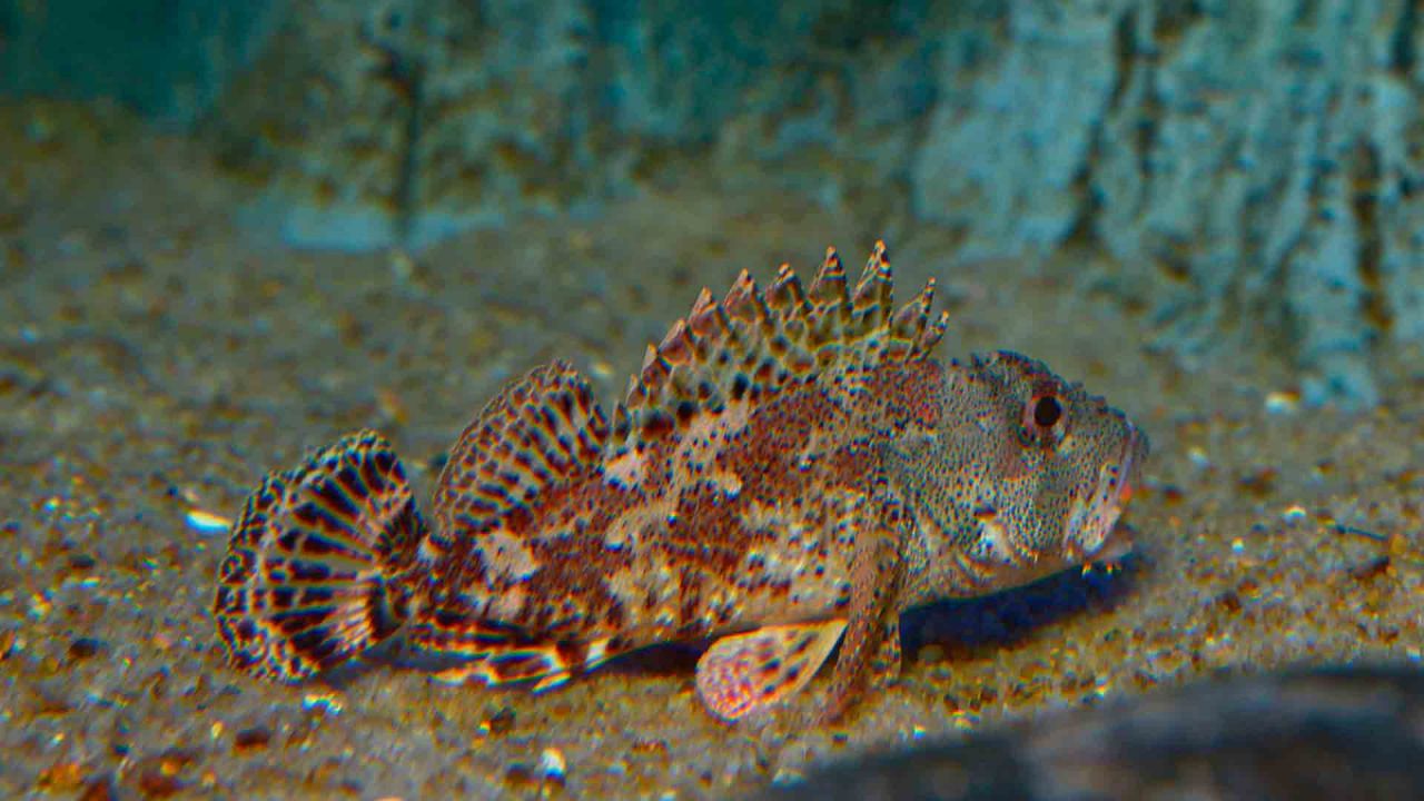 Octopus - Poema del Mar