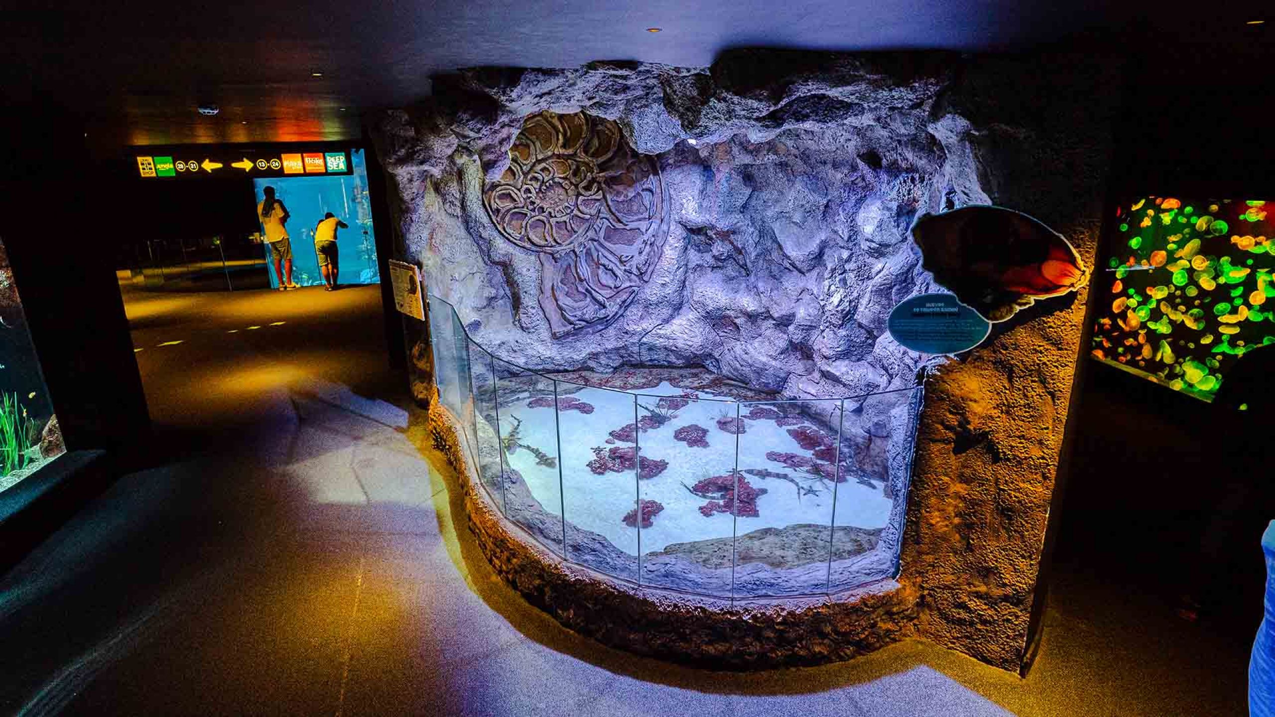 Tide Pool - Poema del Mar