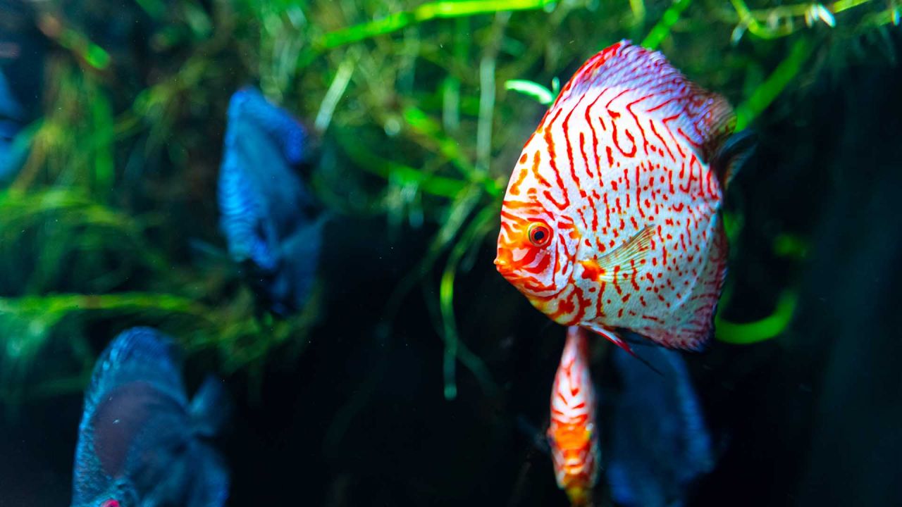 Discus Fish - Poema del Mar