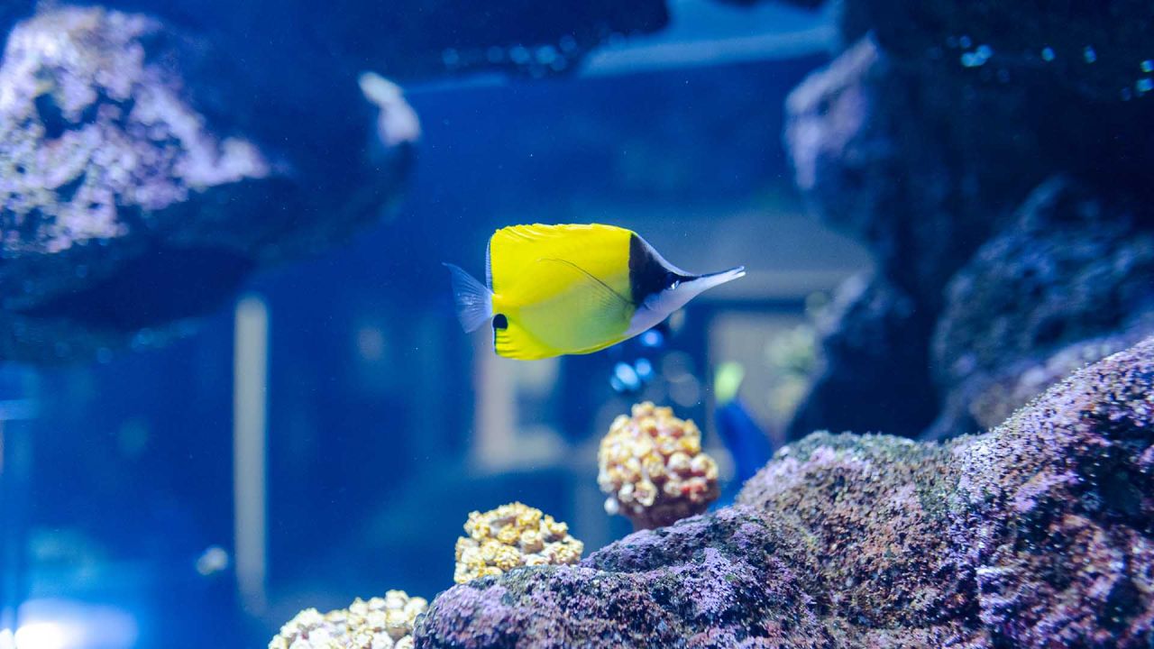 Nemo Kids - Poema del Mar